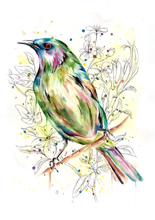 Bellbird - birds - FionaClarkeART.co.nz