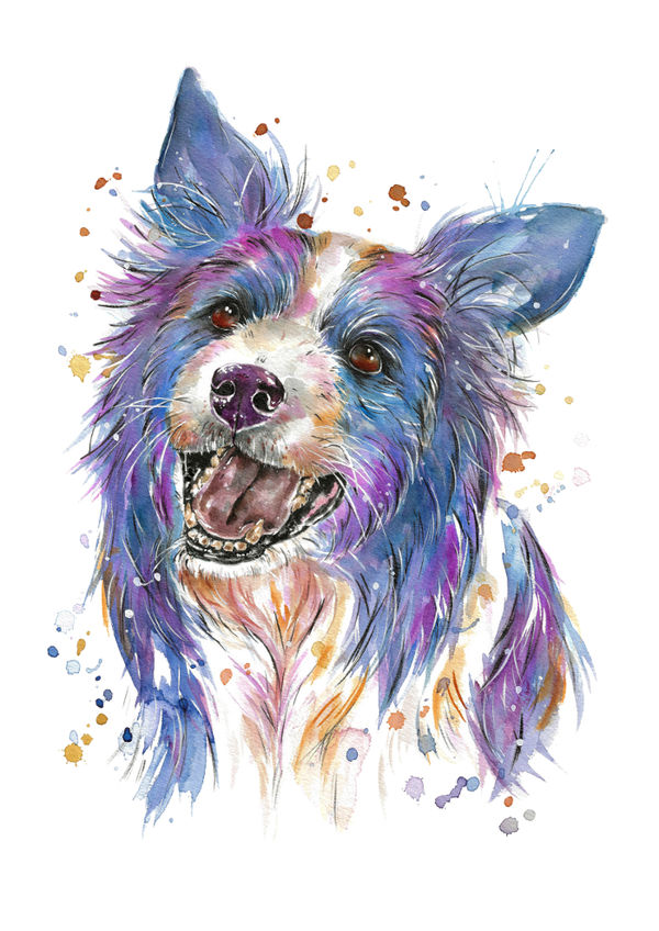 Border Collie - animals - FionaClarkeART.co.nz