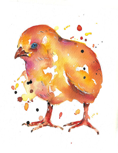 Chick Study 1 - archived - FionaClarkeART.co.nz