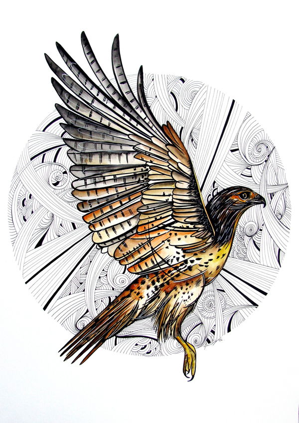 Hawk - archived - FionaClarkeART.co.nz