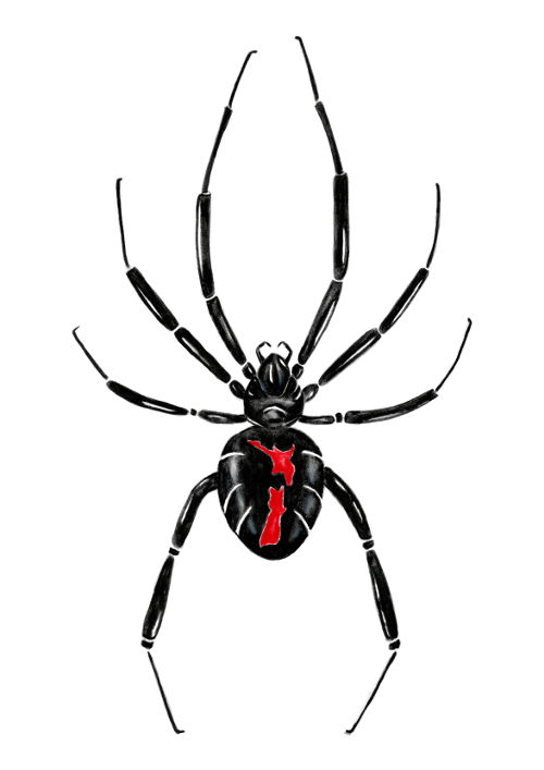 Katipo Spider - plants & insects - FionaClarkeART.co.nz