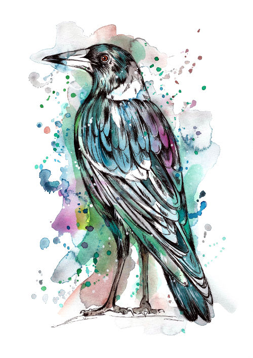 Magpie - birds - FionaClarkeART.co.nz