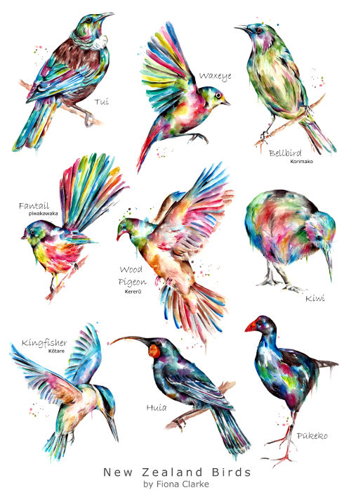 New Zealand Birds - birds - FionaClarkeART.co.nz
