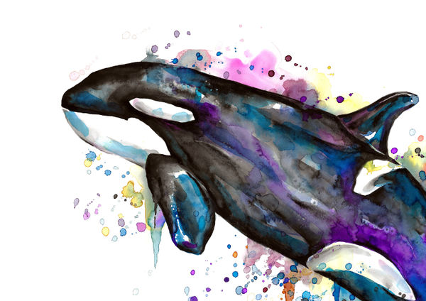 Orca Splash - ocean - FionaClarkeART.co.nz