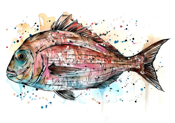 Bold Snapper - ocean - FionaClarkeART.co.nz
