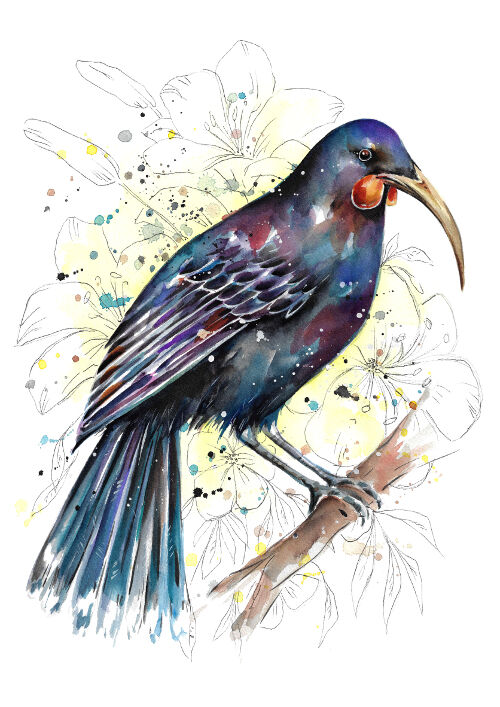 Sketchy Huia - birds - FionaClarkeART.co.nz