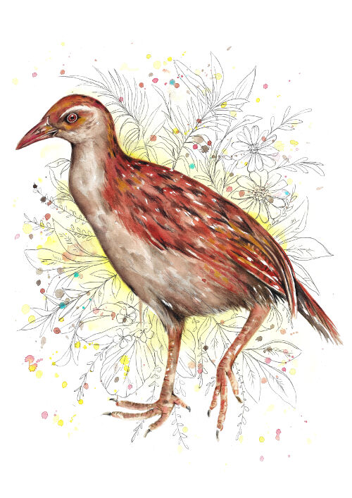 Sketchy Weka - birds - FionaClarkeART.co.nz