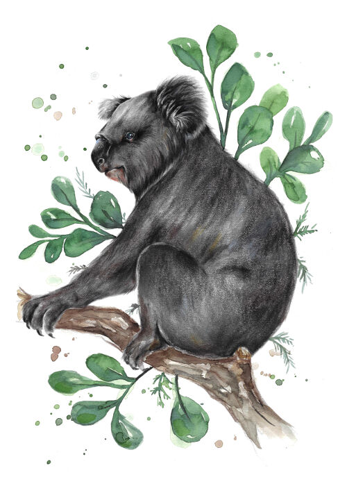 Wild Koala - animals - FionaClarkeART.co.nz