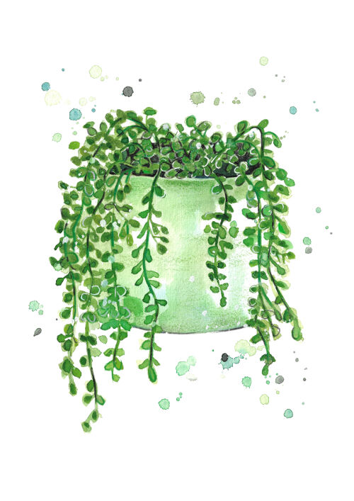 String of Pearls - plants & insects - FionaClarkeART.co.nz