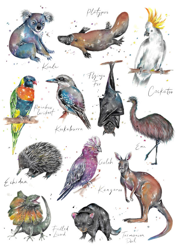 Australian Wildlife - animals - FionaClarkeART.co.nz