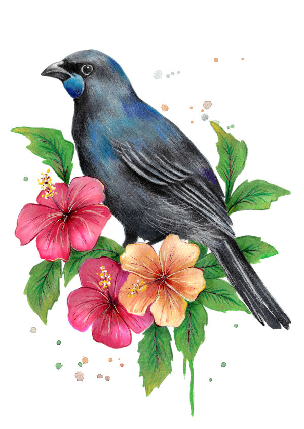Kokako and Hibiscus - birds - FionaClarkeART.co.nz