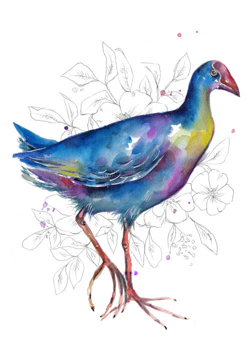 Colourful Sketchy Pukeko - birds - FionaClarkeART.co.nz
